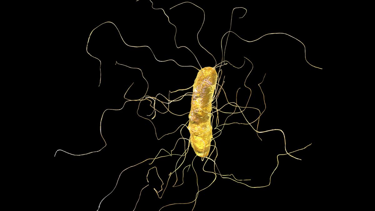 The Ins and Outs of Fecal Transplants | Live Science