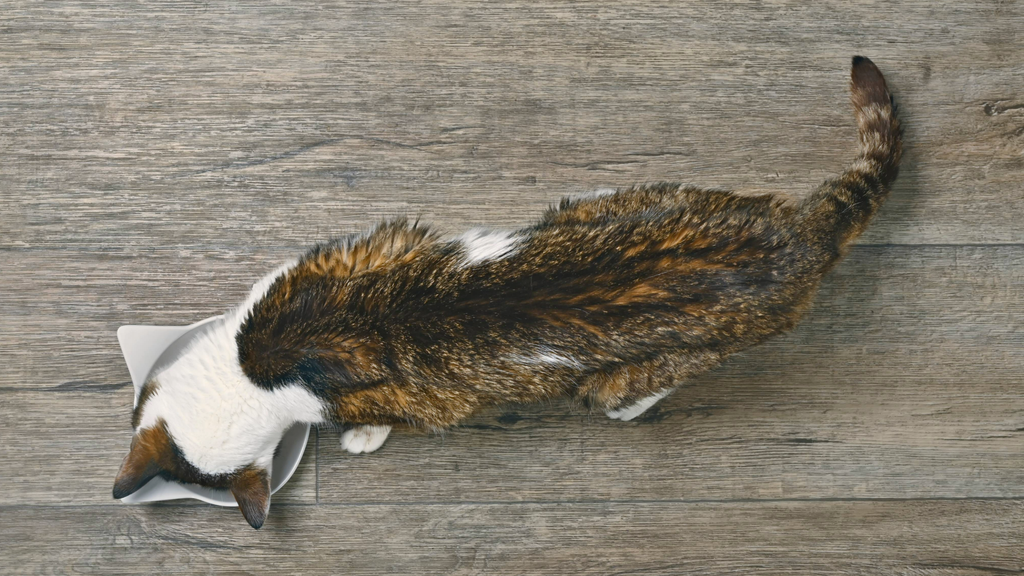 Is my cat sick? Vet reveals 10 signs your cat needs help | PetsRadar