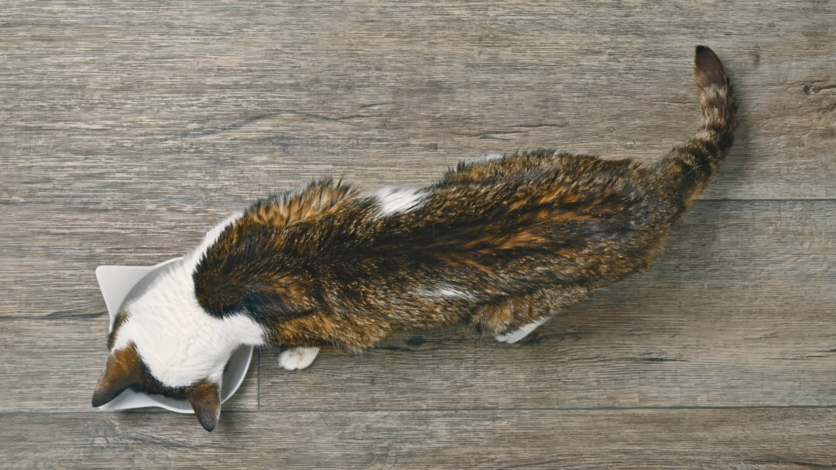 Is my cat sick? Vet reveals 10 signs your cat needs help | PetsRadar