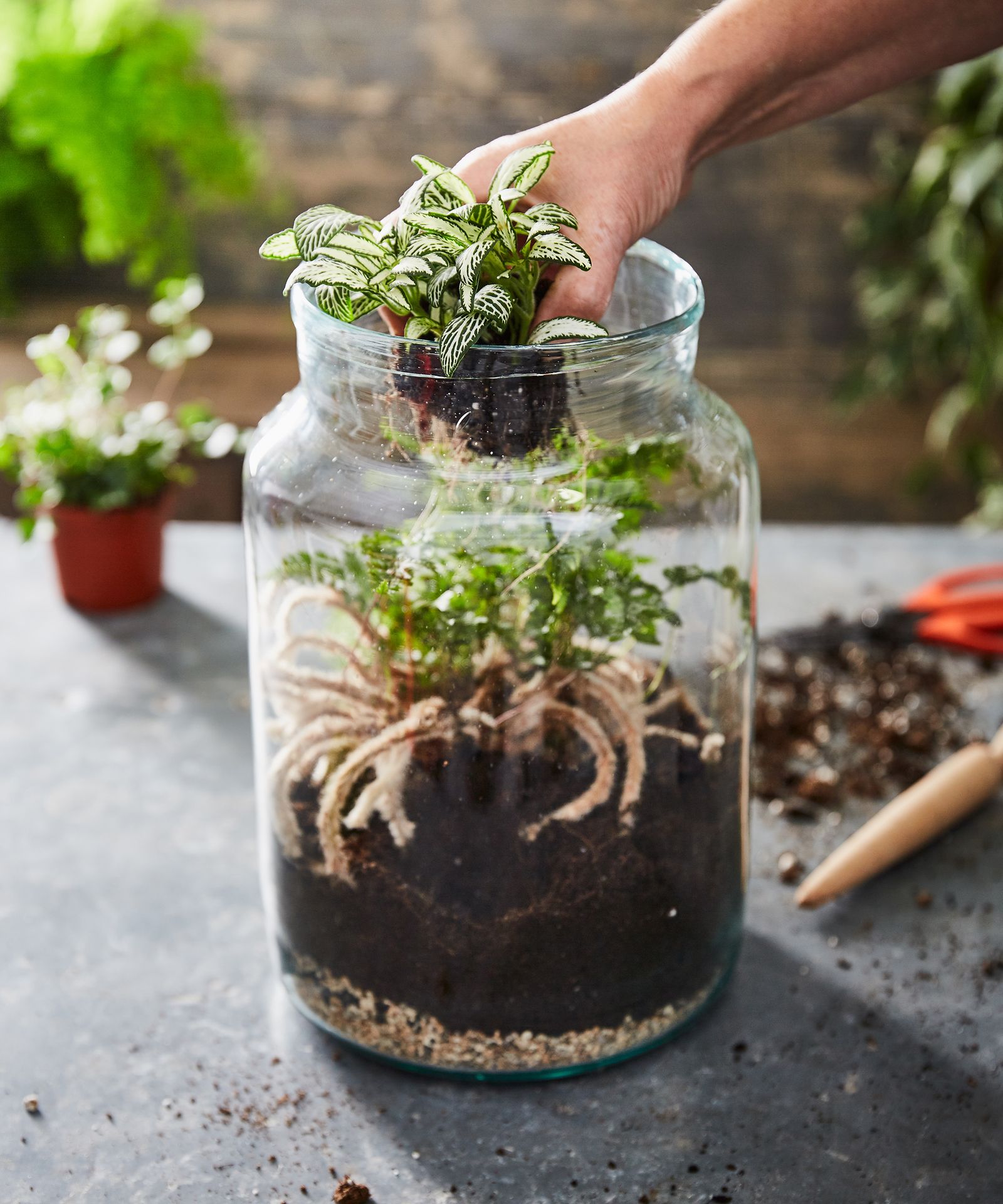 How to make a terrarium in 5 simple steps | Homes and Gardens
