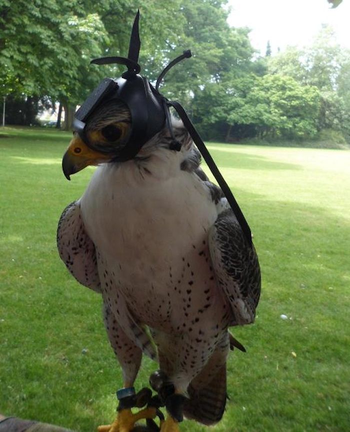 Attack! How Falcons Stalk Their Prey in Flight | Live Science