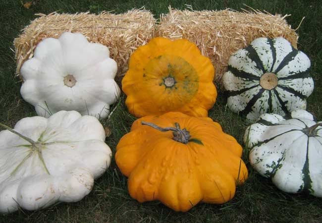 In Images: Peculiar Halloween Pumpkins | Live Science