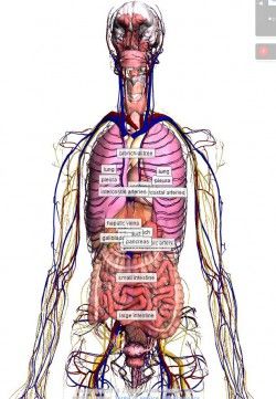 Google Body Browser Searches Your Insides, Finds Your Inner Child ...