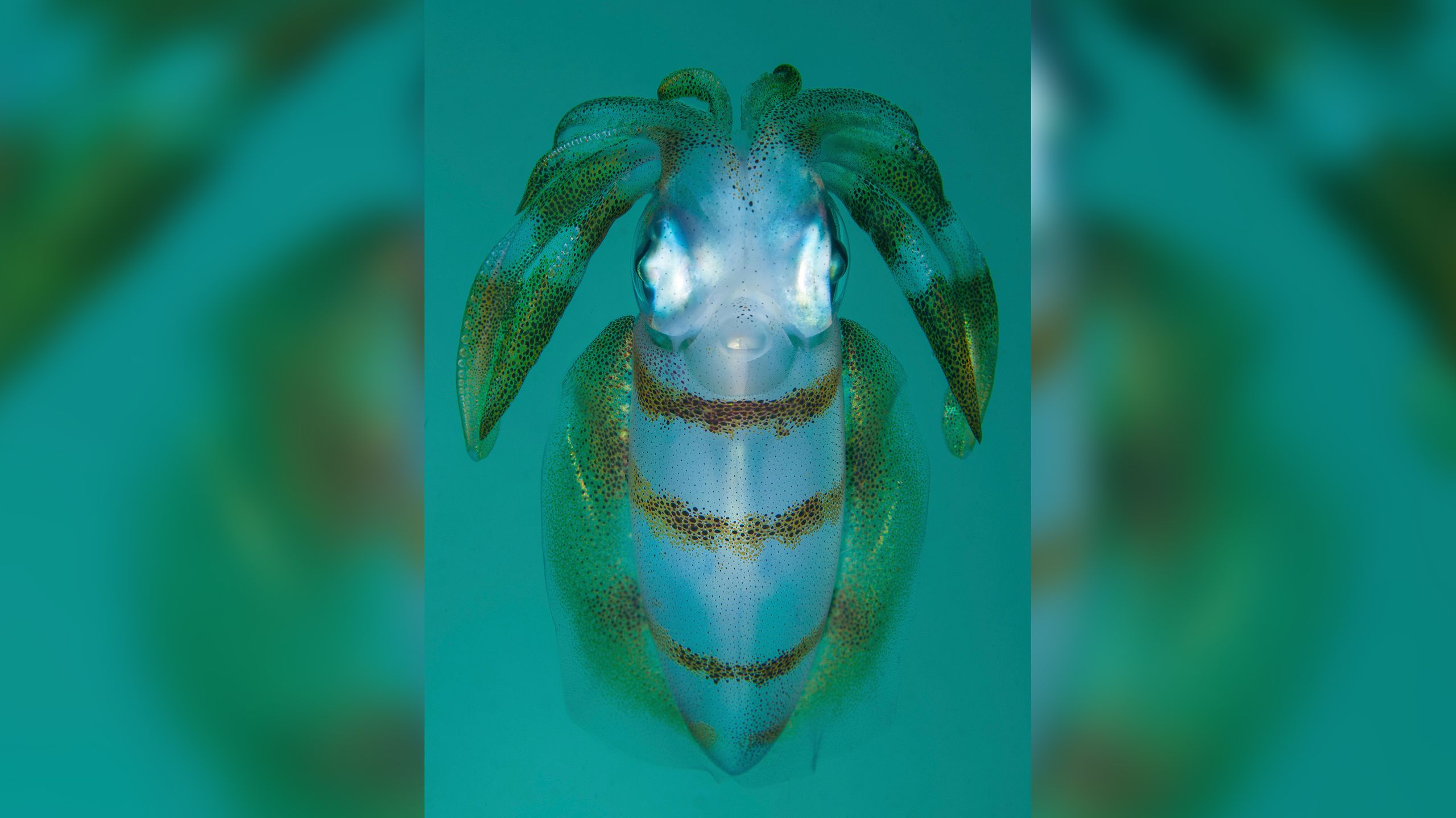 What's the weirdest sea creature ever discovered? | Live Science