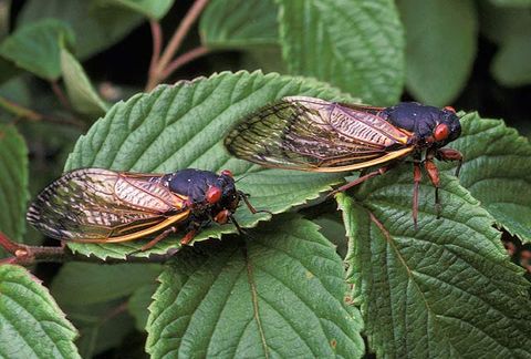 6 Amazing Facts About Cicadas | Live Science