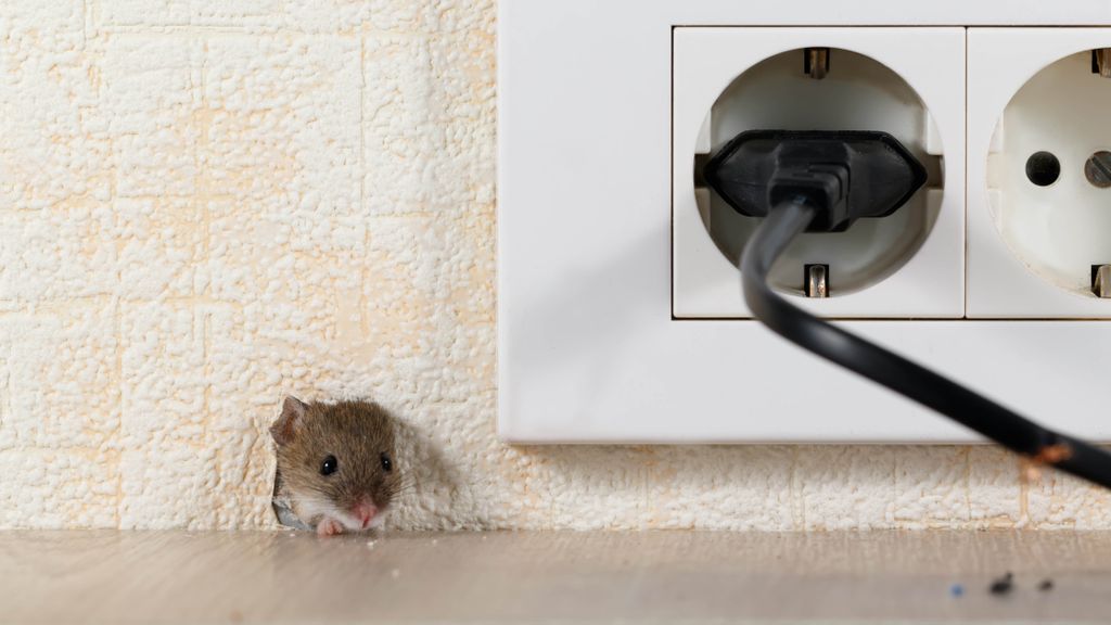 7 places mice like to hide and what to look out for | Tom's Guide