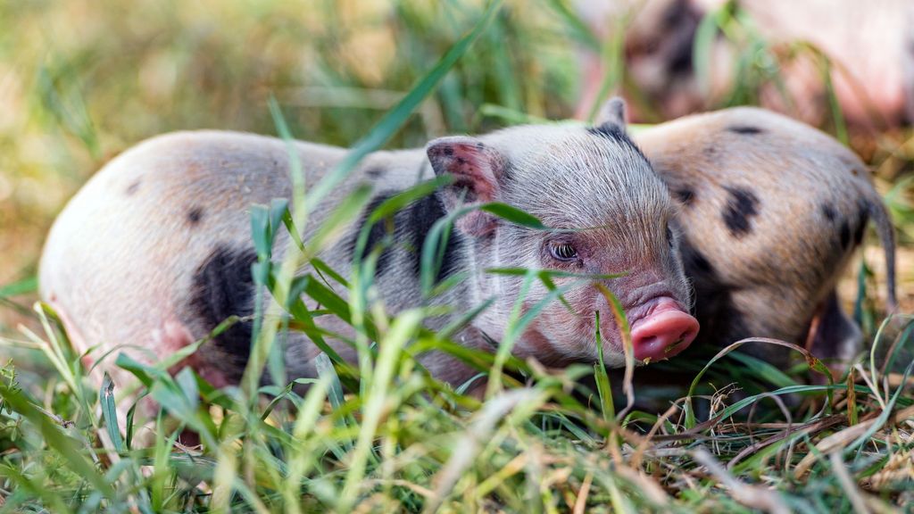 25 of the most expensive pets in the world | PetsRadar