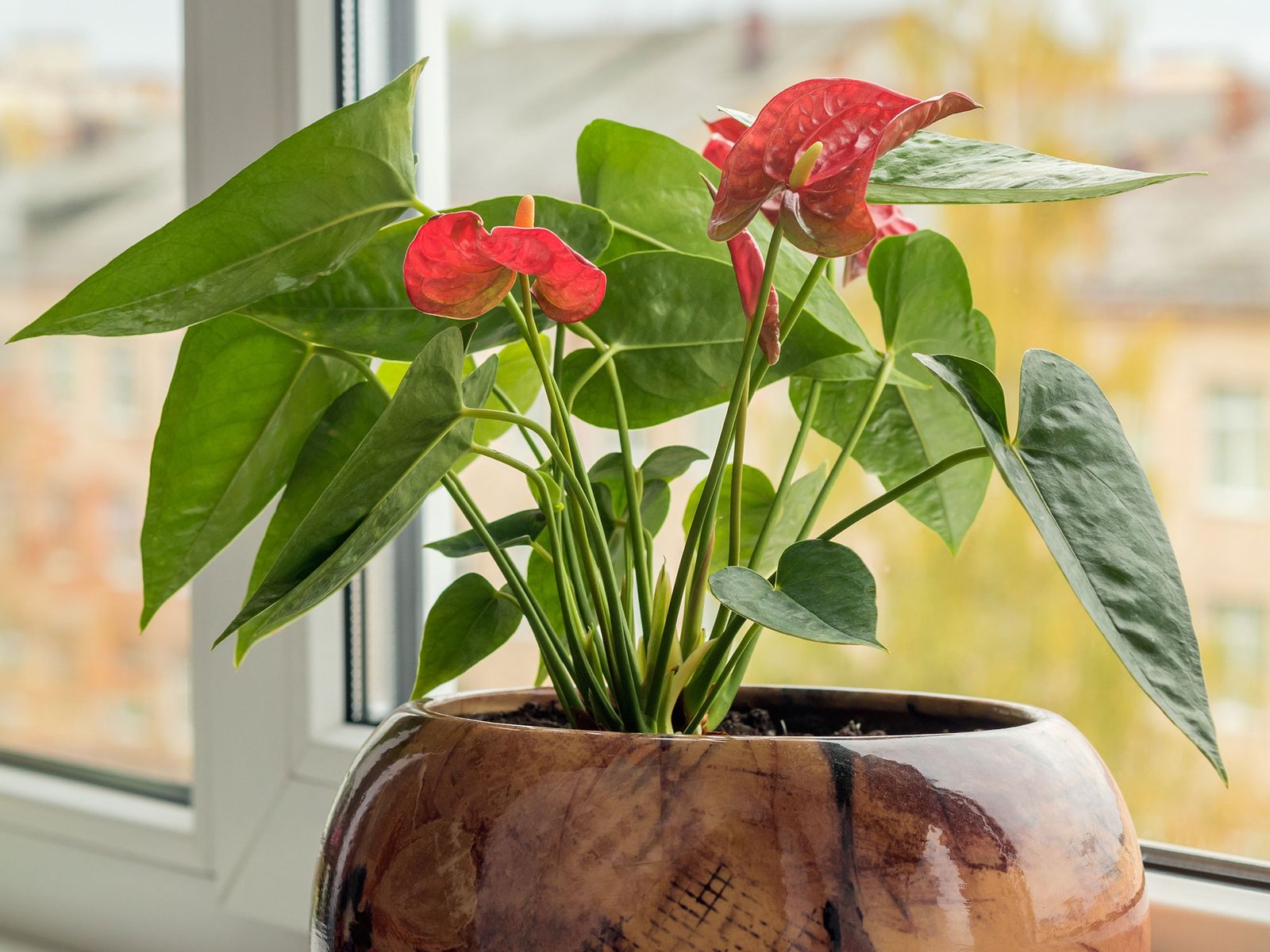 The best indoor plants that flower all year round | Livingetc