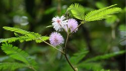 What is kudzu vine: how to identify this invasive plant | Homes and Gardens