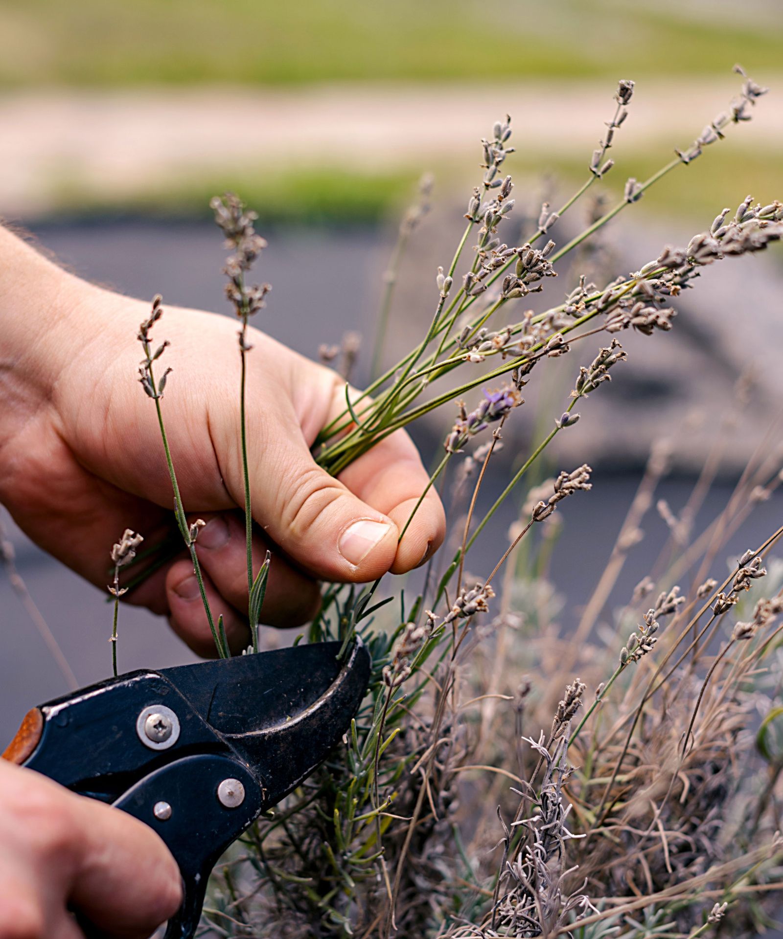 How The 8-8-8 Rule Can Give Lavender A New Lease Of Life | Gardening ...