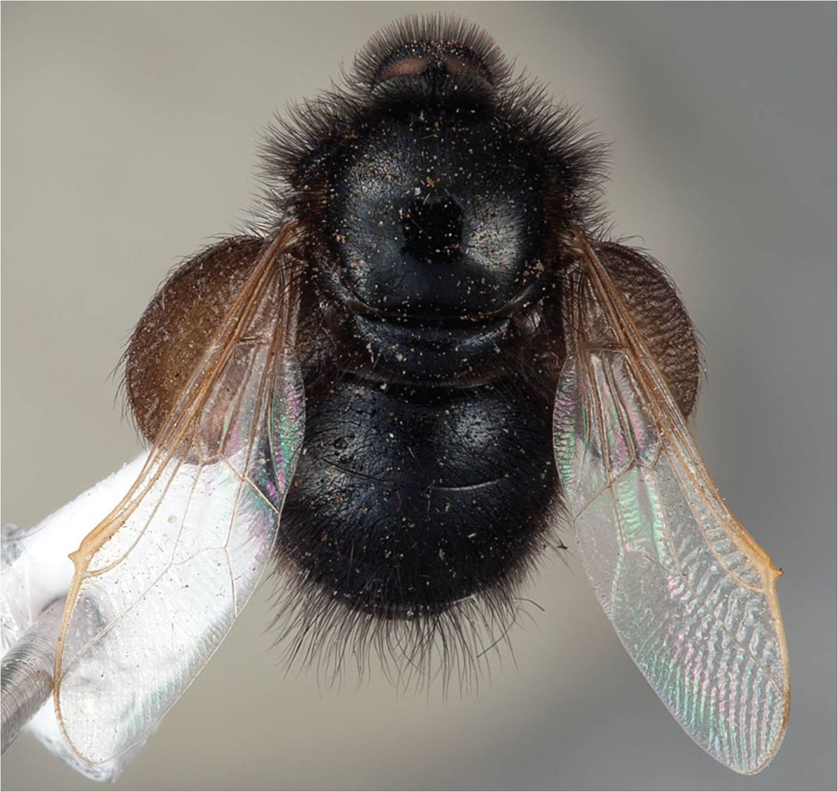 Images of Spider Flies | Parasitic Insects | Spider Parasites: Page 4 ...