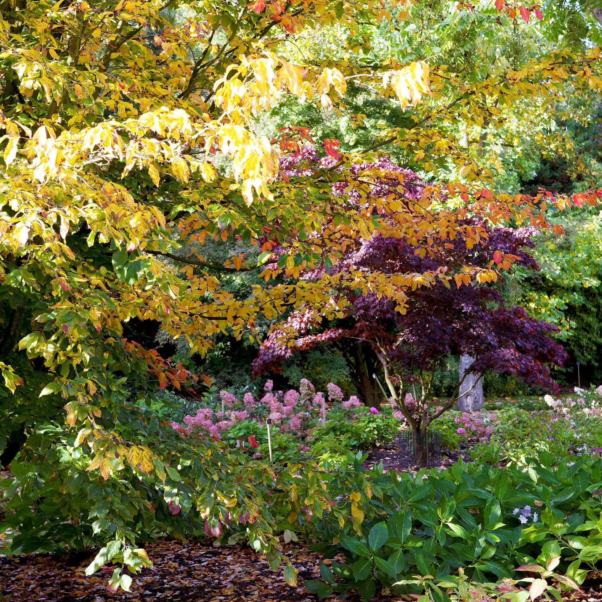 Woodland garden ideas: simple ways to create a serene spot | Ideal Home