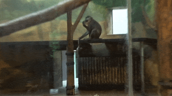Zoo monkey eats her baby's corpse after carrying it around for days ...