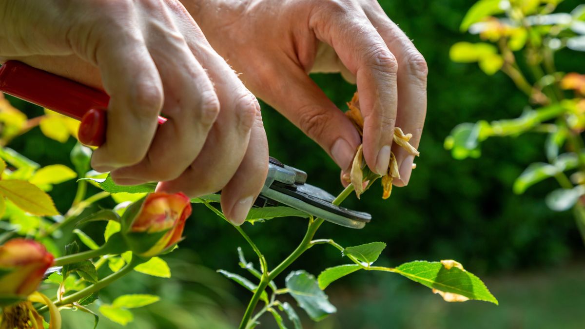7 mistakes everyone makes when deadheading plants | Tom's Guide