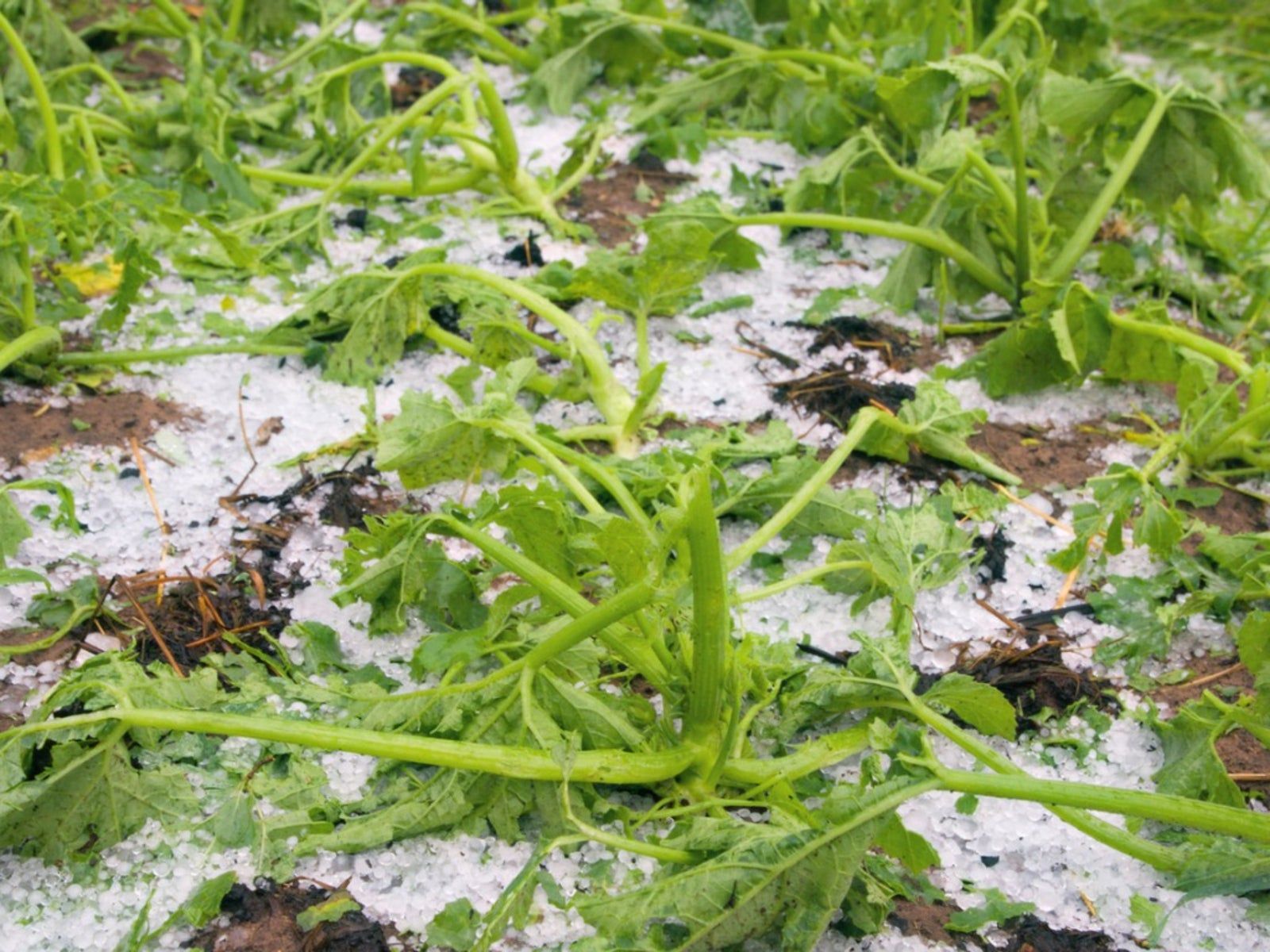 Fixing Hail Damage - Repairing Or Preventing Hail Damage In Gardens ...