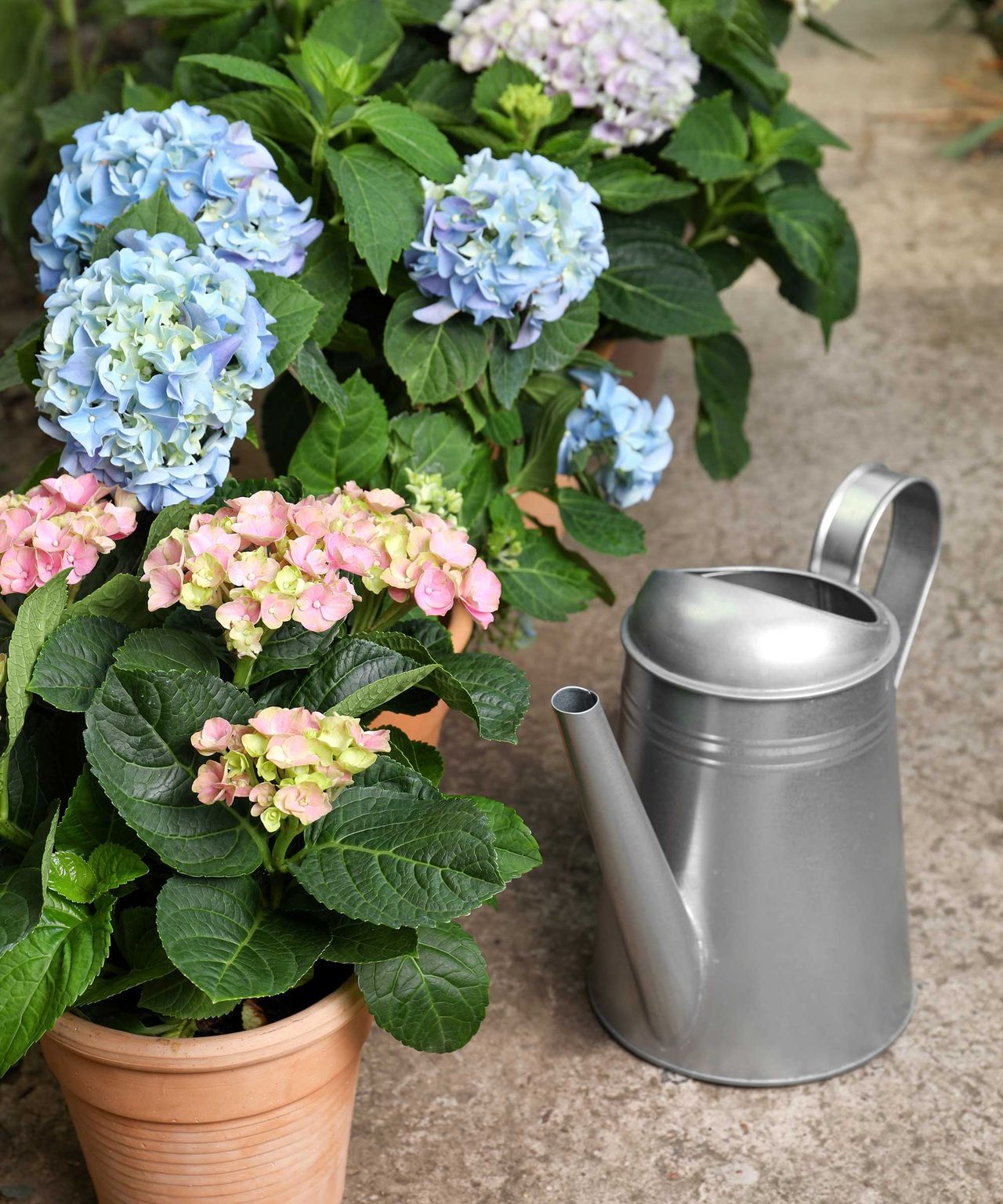 Watering hydrangeas: how and when to hydrate these shrubs | Homes and ...