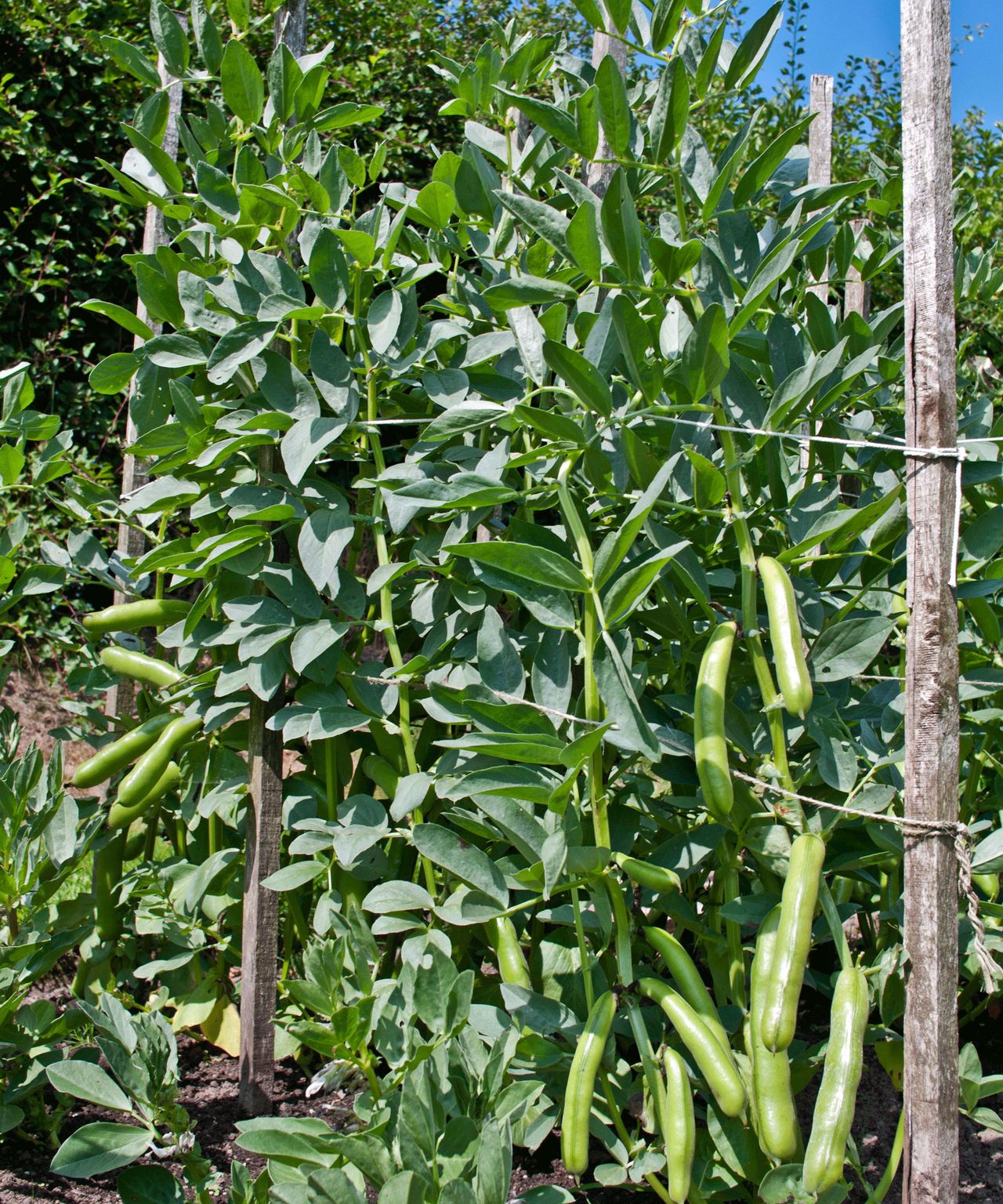 How to grow broad beans: add these low-maintenance crops to your veg ...