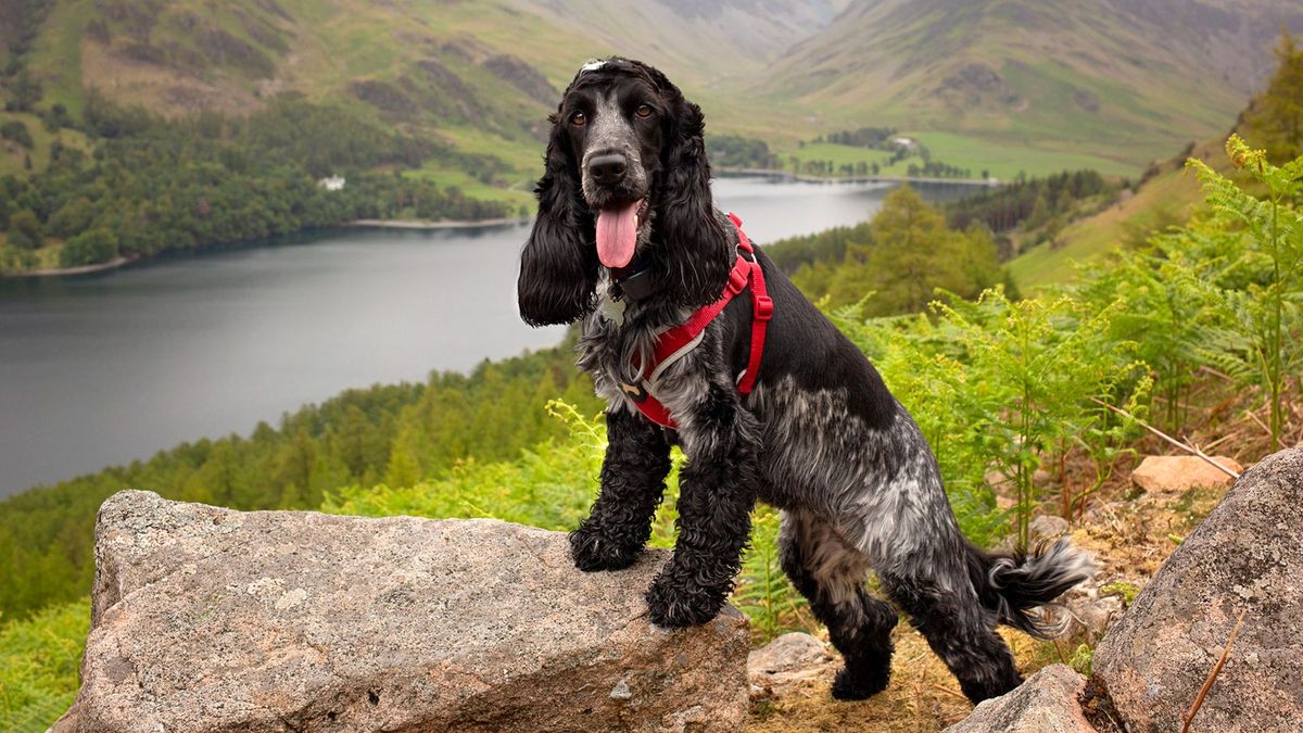 32 things to love about Cocker Spaniels | PetsRadar