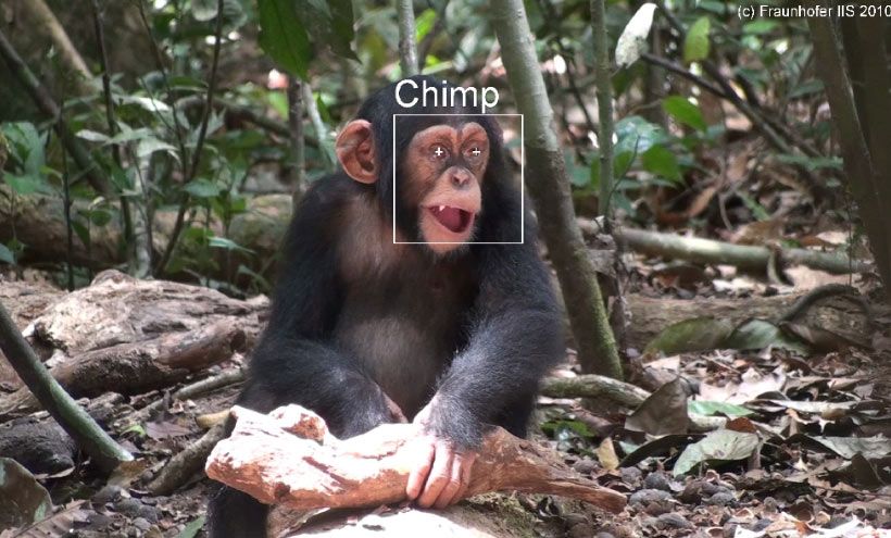 Image Gallery: Snapshots of Unique Ape Faces | Live Science