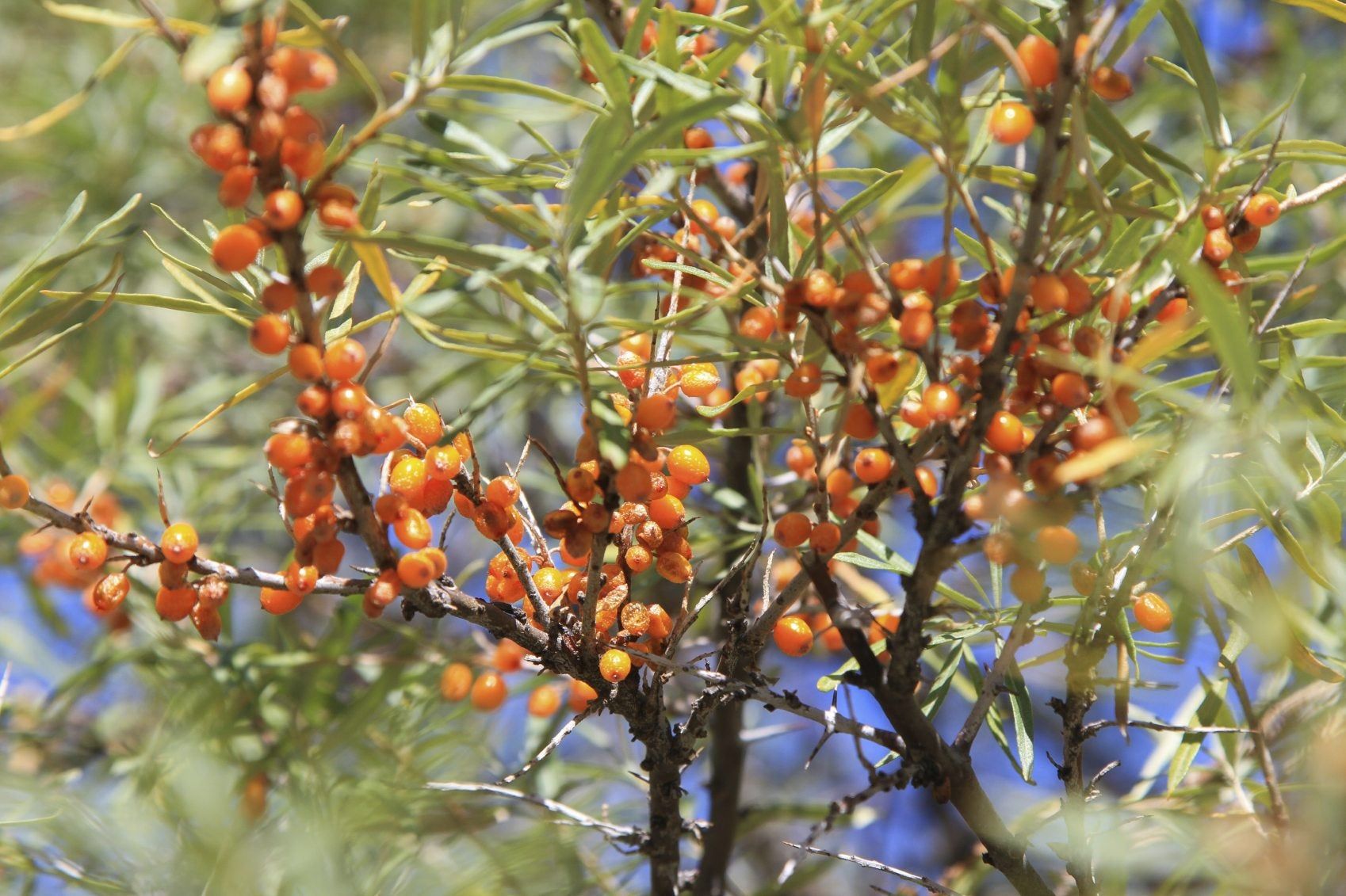 Sea Buckthorn Information: Tips On Growing Sea Buckthorn PlantsSea ...