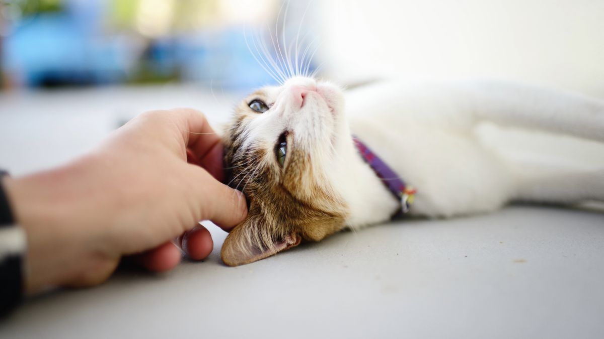 10 signs a cat is happy: How to know if your kitty is content | PetsRadar
