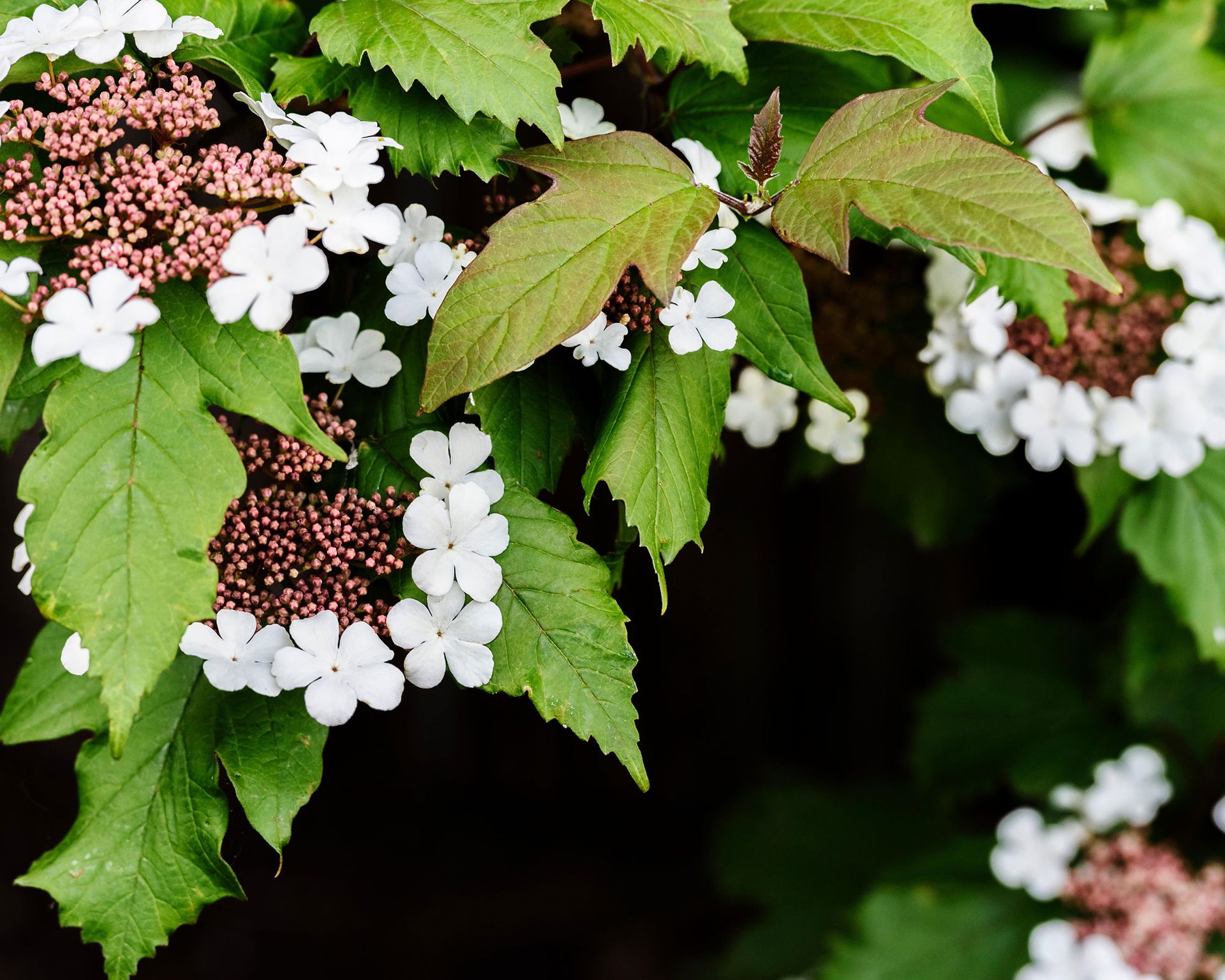 Types of viburnum: 16 evergreen and deciduous varieties for your plot ...