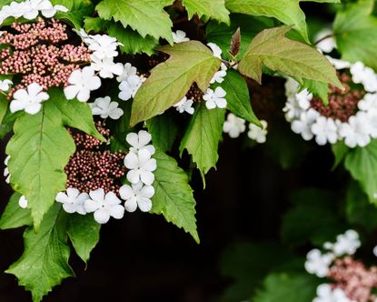 Types of viburnum: 16 evergreen and deciduous varieties for your plot ...
