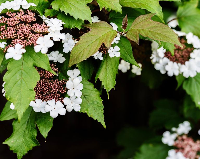 Types of viburnum: 16 evergreen and deciduous varieties for your plot ...