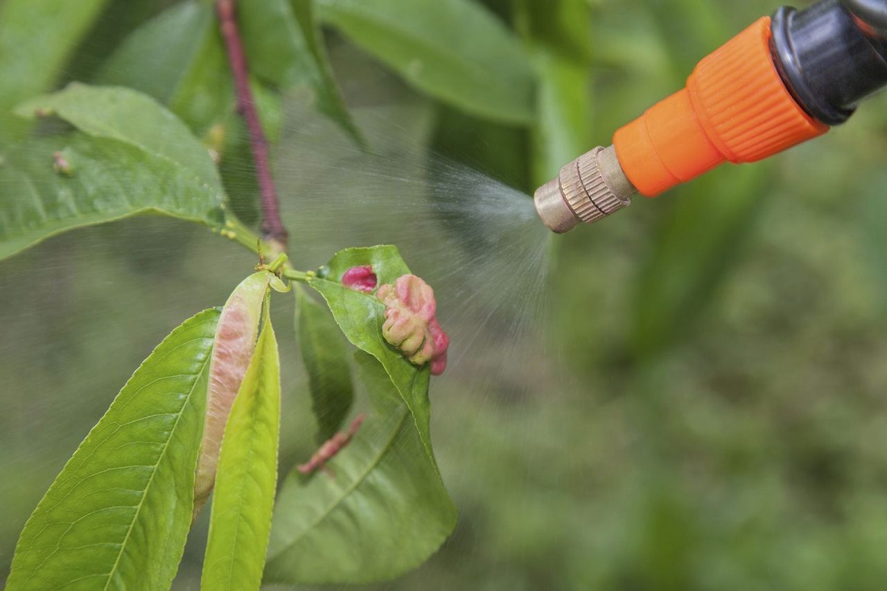 Peach Tree Spray - When To Spray Peach Trees For Bugs | Gardening Know How
