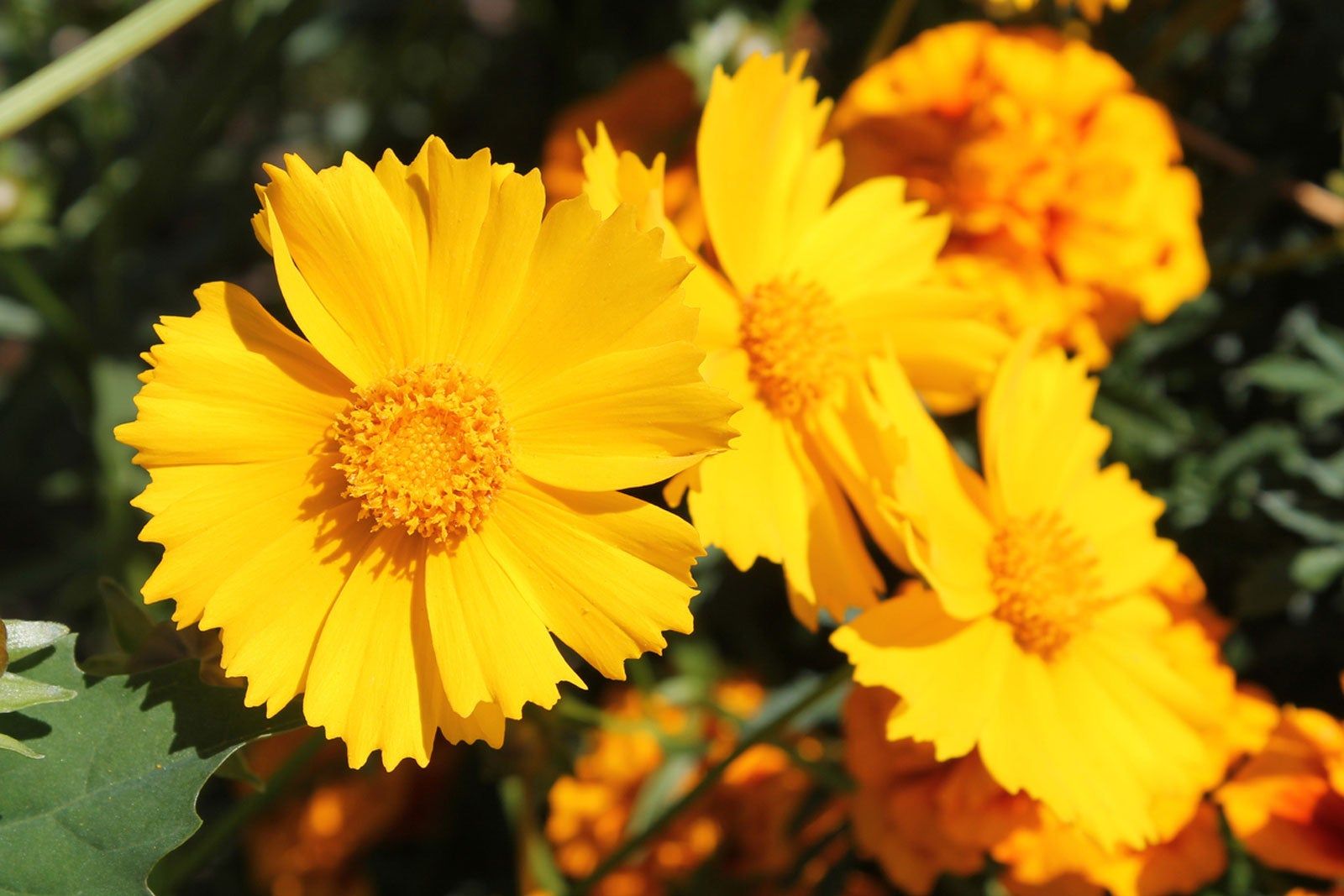 How To Grow And Care For Coreopsis (Tickseed) Plants | Gardening Know How