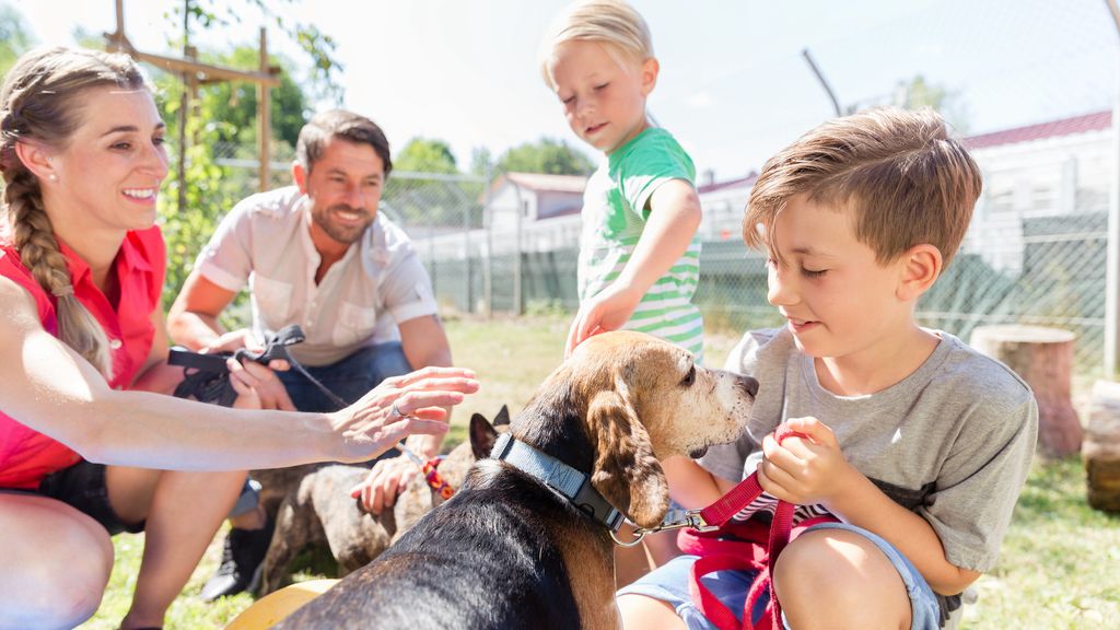 32 ways to be a responsible dog owner | PetsRadar