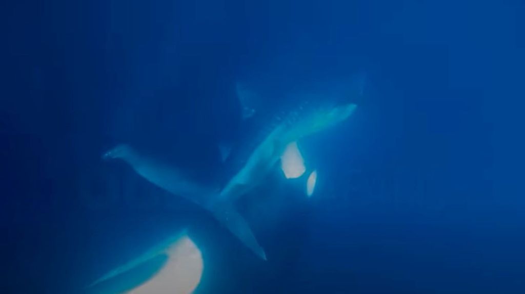 Watch orca tear open whale shark and feast on its liver in extremely ...