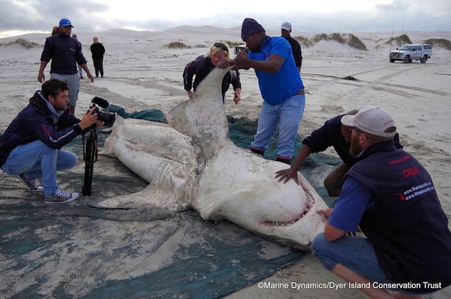 Photos: Orcas are chowing down on great-white-shark organs | Live Science