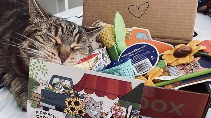 Best cat subscription boxes: Treats for cats and cat lovers | PetsRadar