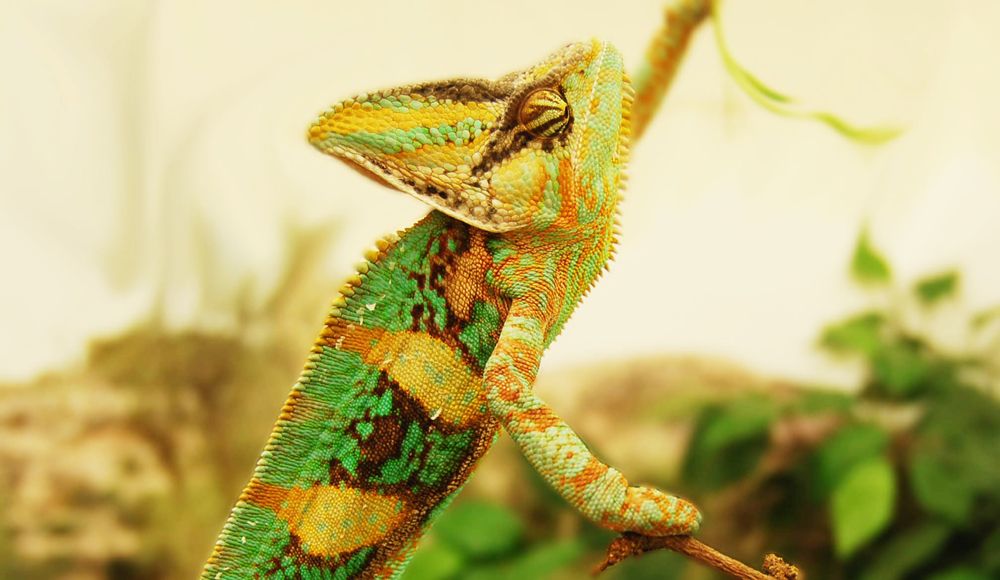 In Images: Colorful Chameleons Change Colors During Combat | Live Science