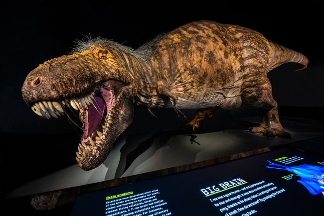 In Images: A New Look at T. Rex and Its Relatives | Live Science