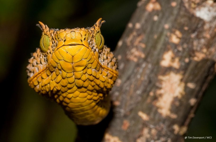 Vivid Images of New Snake Species | Live Science