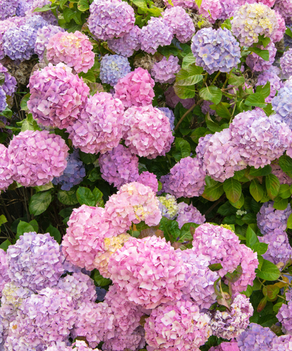 Martha Stewart's method for more hydrangeas | Homes and Gardens