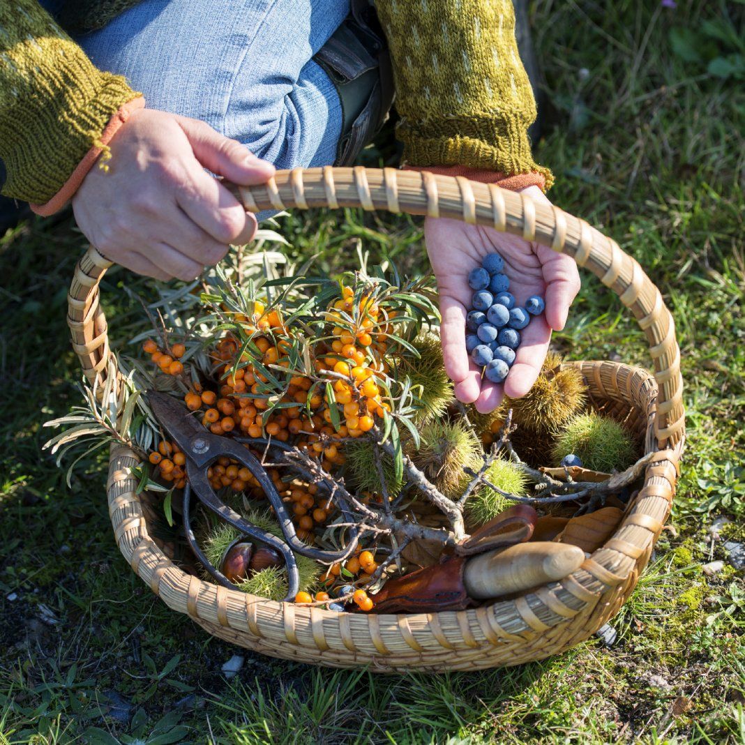 Foraging For Beginners: How To Start Harvesting Wild Foods | Gardening ...