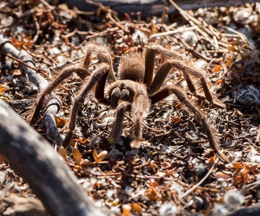 Desert Tarantulas: Photos of the Amazing Arachnids of the Sonoran ...