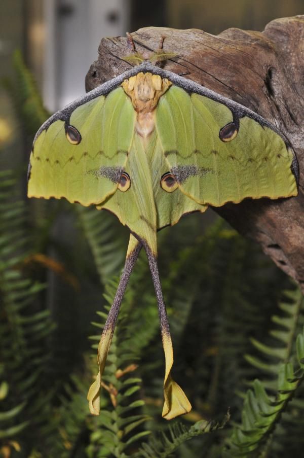 Amazing Tropical Butterflies | Butterfly & Moth Images | Live Science