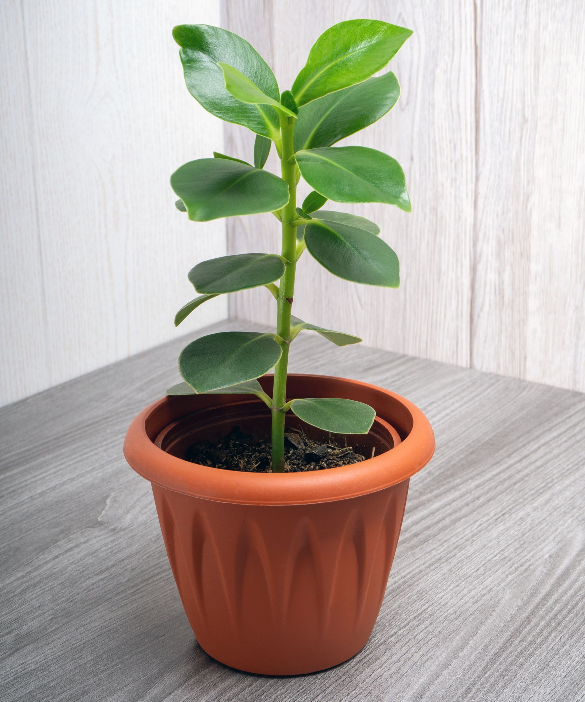 Clusia care guide: 5 expert tips for this tropical tree | Homes and Gardens