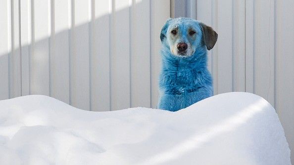 Blue dogs mystery: Meet the bright-hued canines | PetsRadar