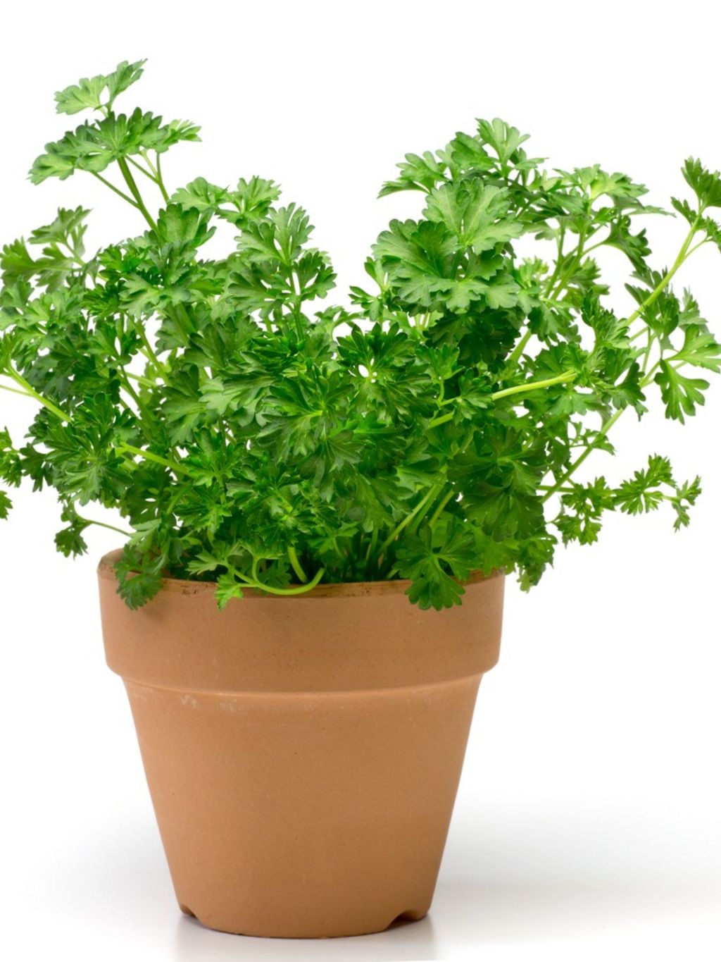 Indoor Herb Gardening: Information For Growing And Caring For Parsley ...