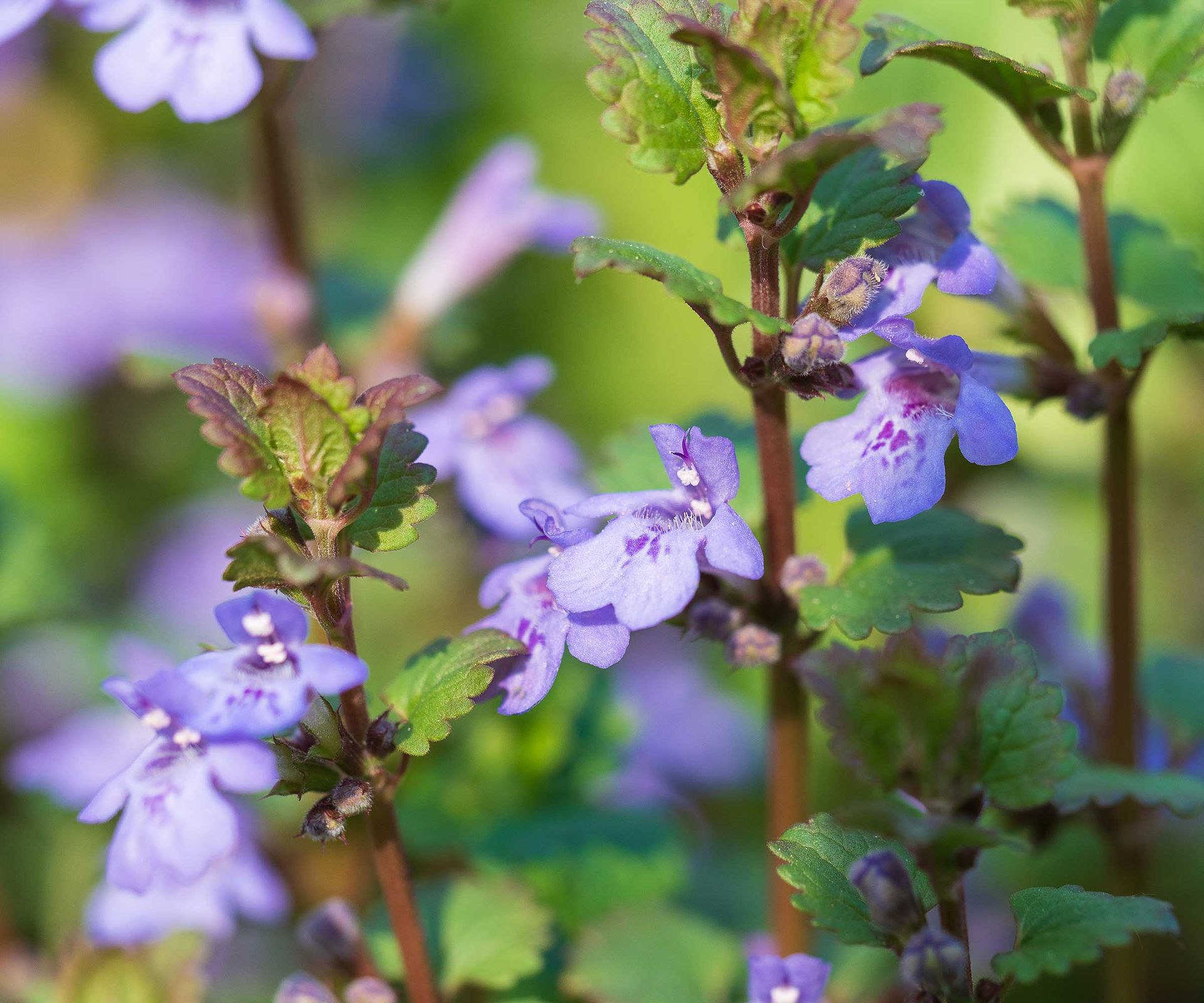 How to get rid of creeping Charlie: 6 tips for ground ivy | Homes and ...
