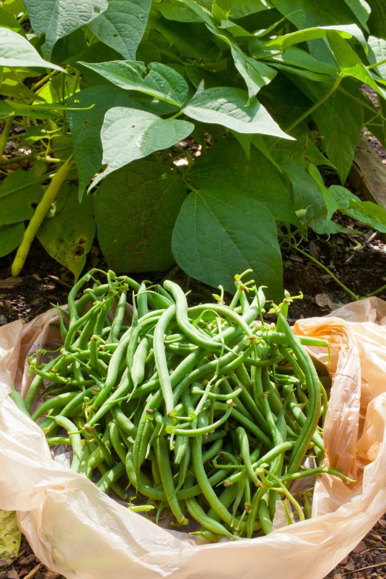 Tough, Stringy Beans - Reasons Why Beans Are Too Tough | Gardening Know How