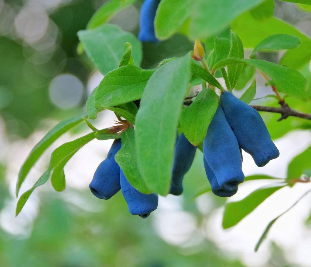 What Are Honeyberries: Honeyberry Care And Growing Information ...
