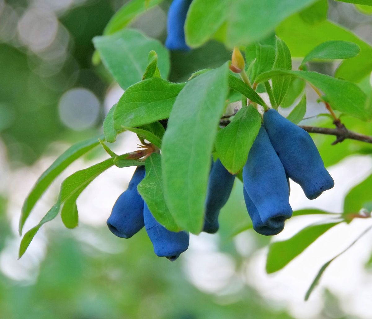 What Are Honeyberries: Honeyberry Care And Growing Information ...