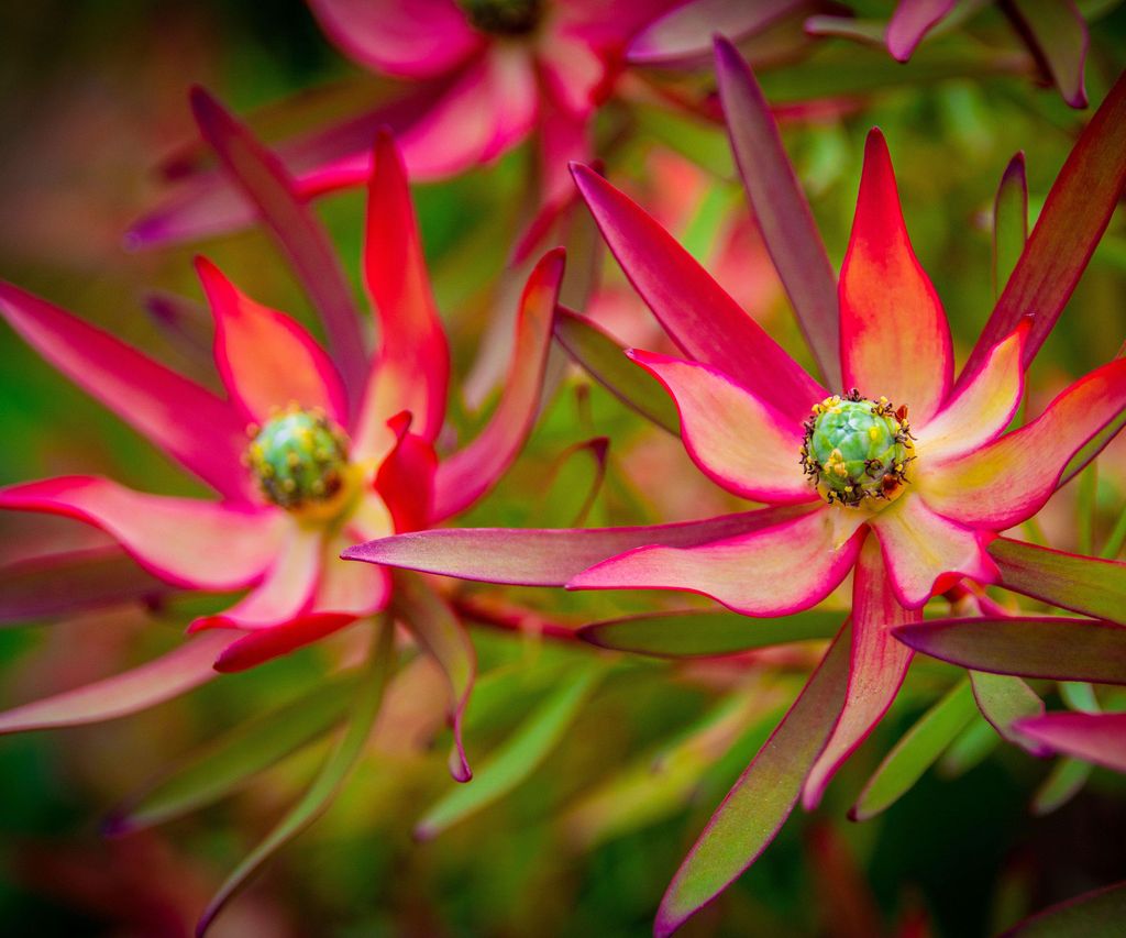 Best drought-tolerant shrubs: 12 hardy choices | Homes and Gardens