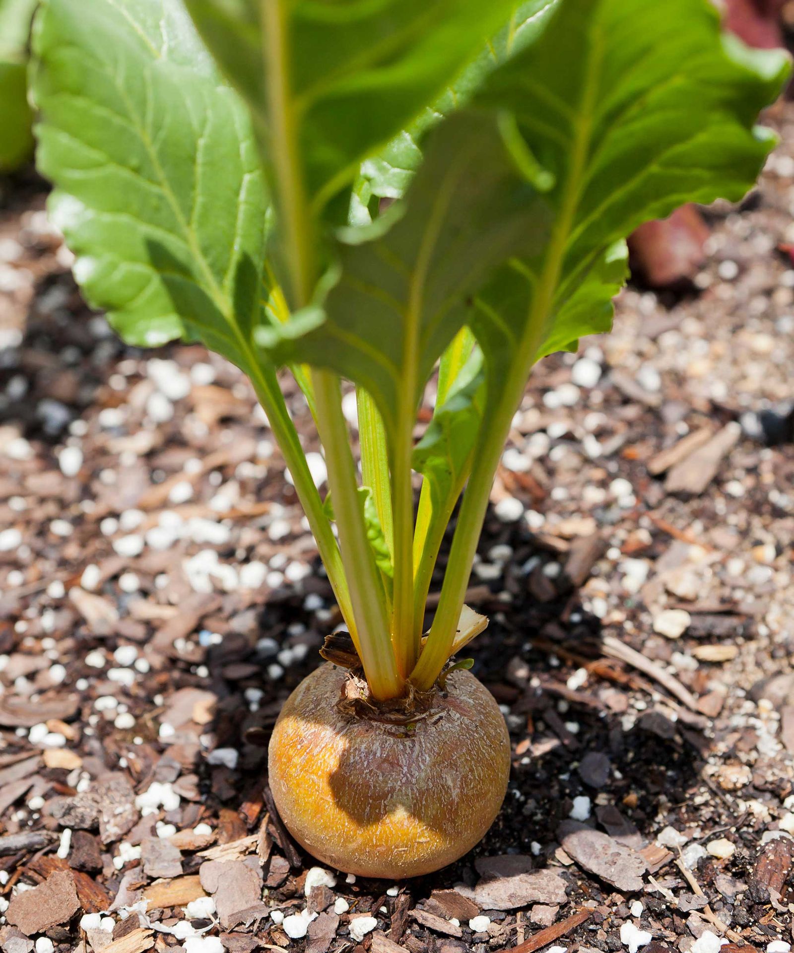 How to grow beetroot: practical tips for growing this tasty root ...